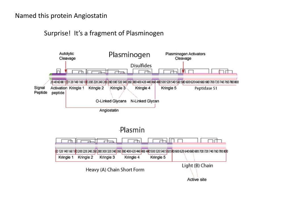 PPT - Angiostatin : A Novel Angiogenesis Inhibitor That Mediates the ...