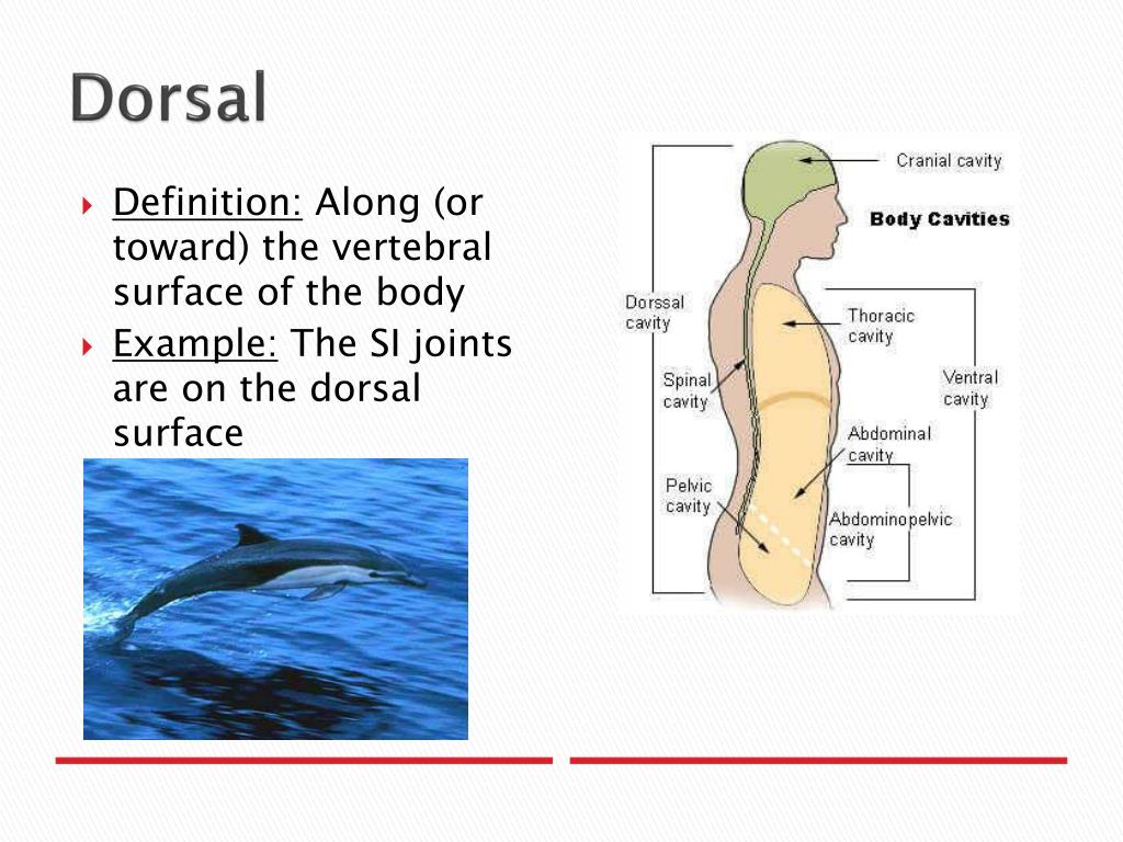 What Does Dorsal Mean In Anatomy Anatomy Book