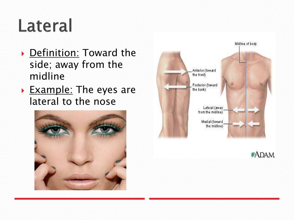 PPT Anatomical Planes And Directions PowerPoint Presentation Free PPT Anatomical Planes And Directions PowerPoint Presentation Free