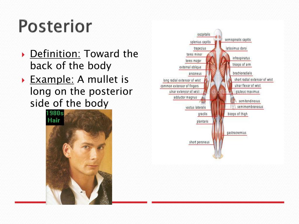 PPT Anatomical Planes And Directions PowerPoint Presentation Free 