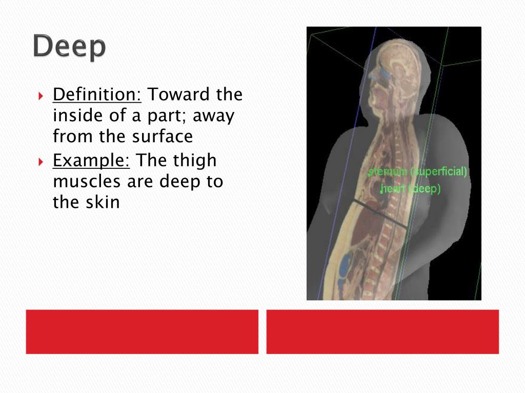 PPT Anatomical Planes And Directions PowerPoint Presentation Free PPT Anatomical Planes And Directions PowerPoint Presentation Free