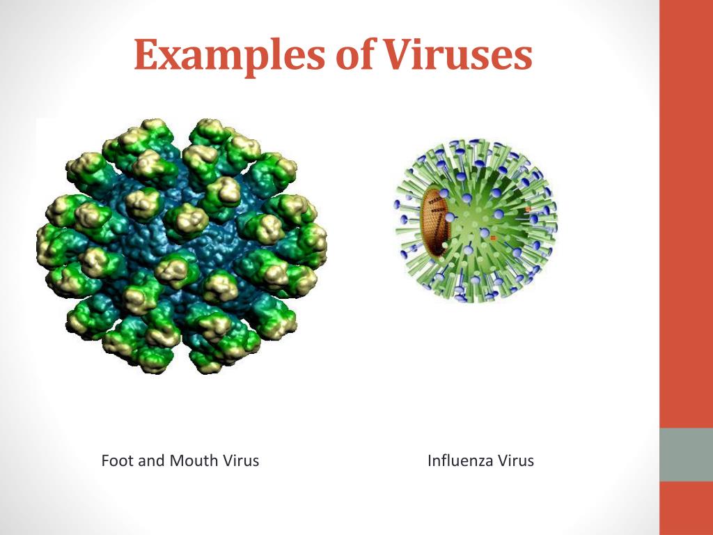 PPT - PART ONE: BASIC CHARACTERISTICS OF VIRUSES, BACTERIA, FUNGI, AND ...