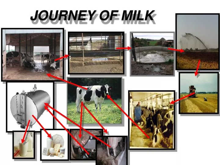 PPT - JOURNEY OF MILK PowerPoint Presentation, free download - ID:2685863