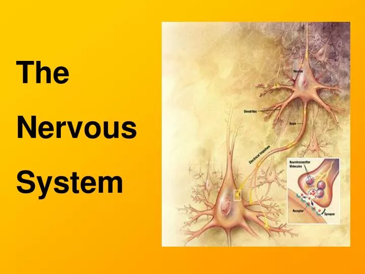PPT - The Nervous System PowerPoint Presentation, free download - ID ...