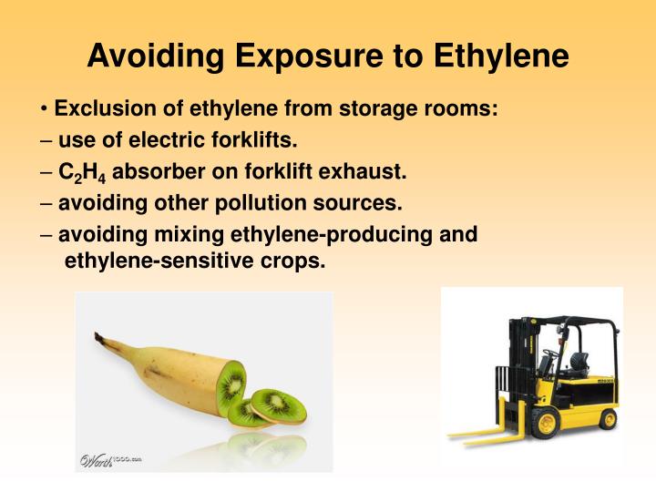PPT - Ethylene and fruit ripening PowerPoint Presentation - ID:2686663
