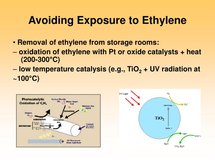 PPT - Ethylene and fruit ripening PowerPoint Presentation - ID:2686663