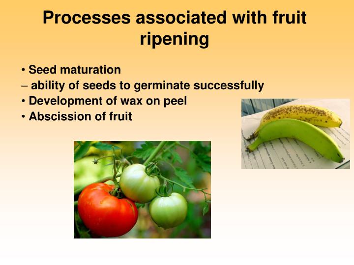 PPT - Ethylene and fruit ripening PowerPoint Presentation - ID:2686663