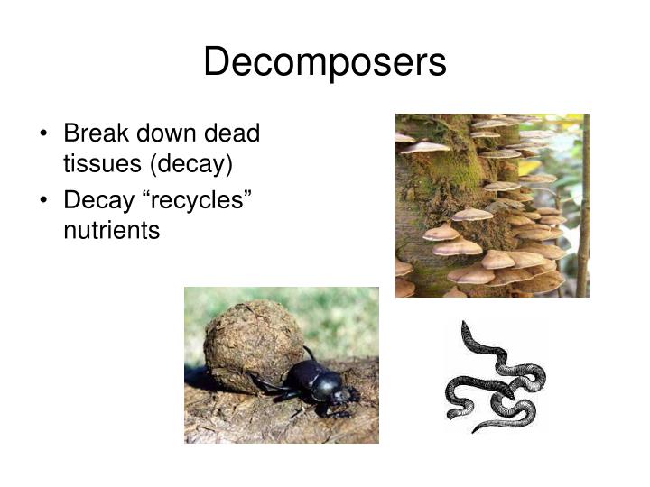 PPT - Energy in an Ecosystem PowerPoint Presentation - ID:2686823