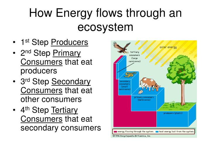 PPT - Energy in an Ecosystem PowerPoint Presentation - ID:2686823