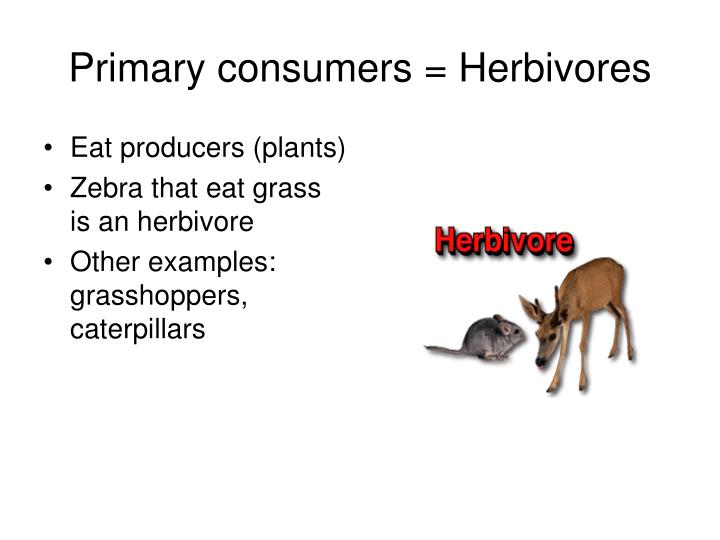 PPT - Energy in an Ecosystem PowerPoint Presentation - ID:2686823