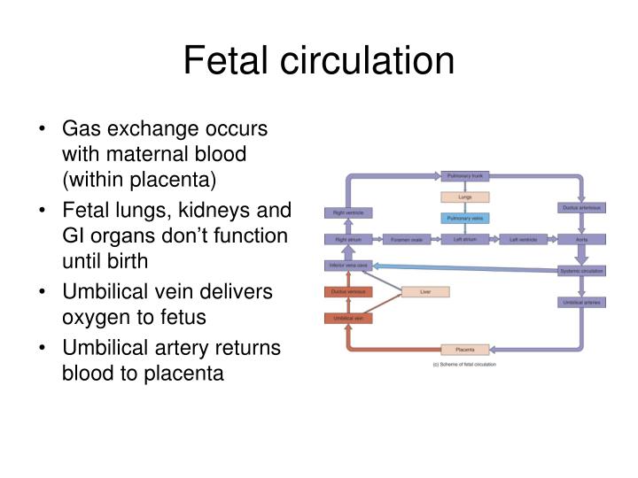 PPT - The cardiovascular system PowerPoint Presentation - ID:2687155