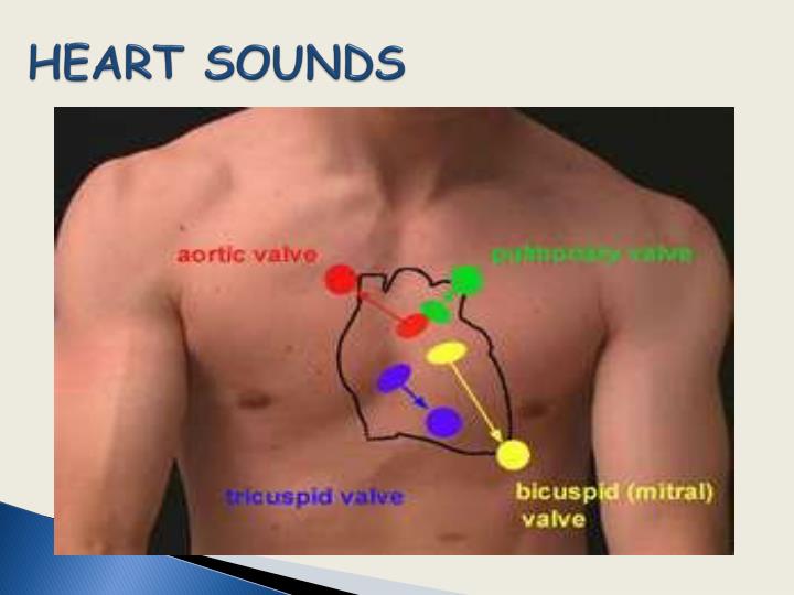 PPT - CARDIOVASCULAR FUNCTION PowerPoint Presentation - ID:2687257