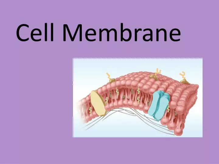 PPT - Cell Membrane PowerPoint Presentation, free download - ID:2687389