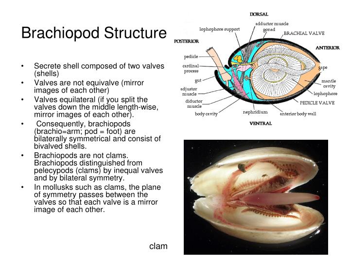 PPT - Brachiopods PowerPoint Presentation - ID:2687444