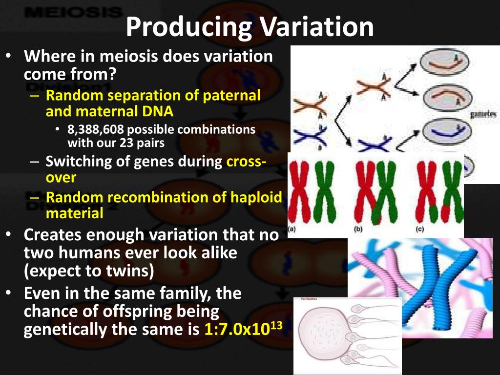 PPT - Meiosis and Sexual Reproduction Ch. 11.1-11.3 PowerPoint ...