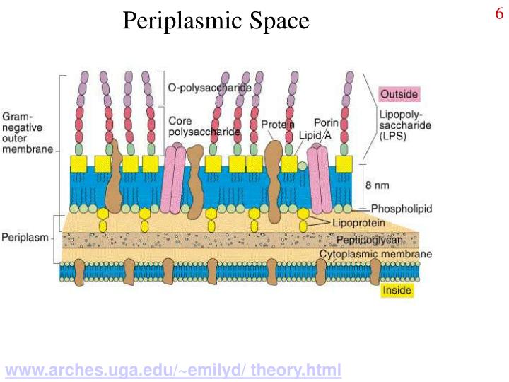 PPT - Bacterial Cell Structure (continued) PowerPoint Presentation - ID ...