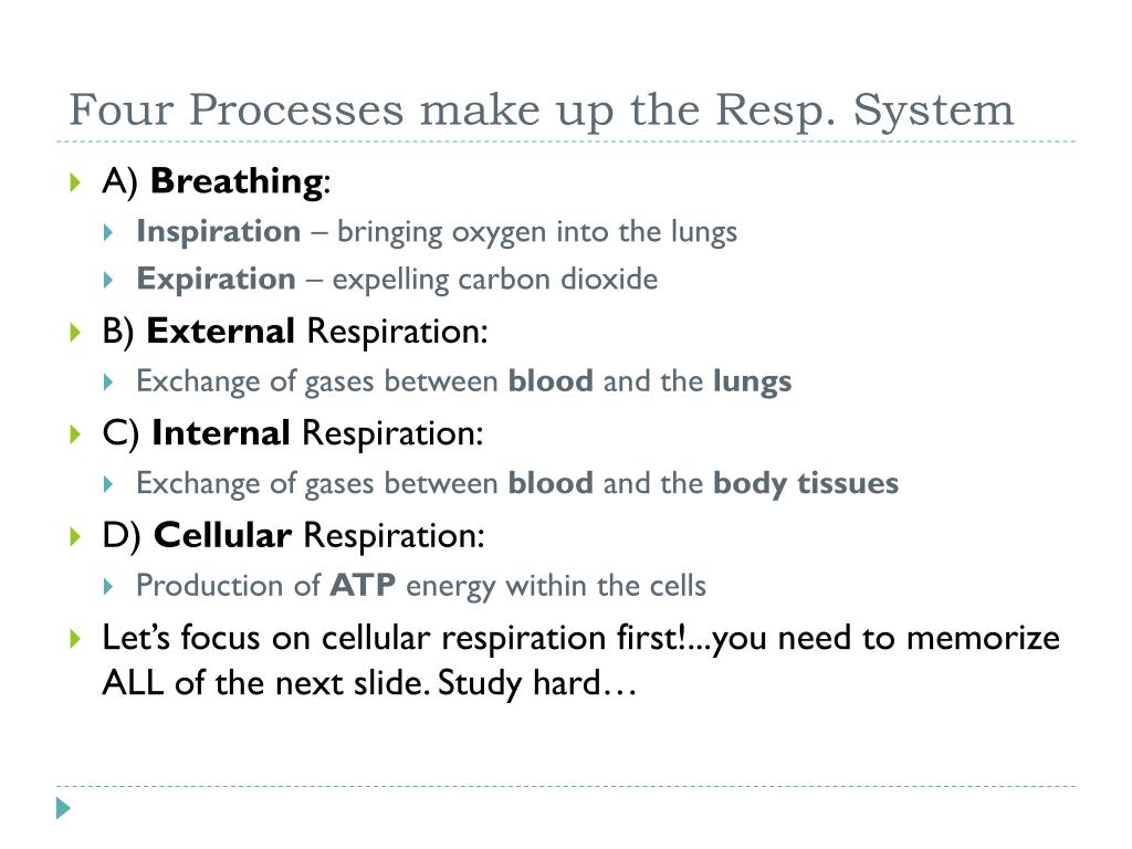 PPT - Human Biology: Respiratory System PowerPoint Presentation, free ...
