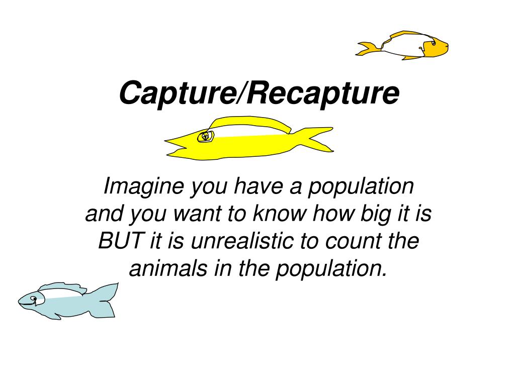 Ppt Capture Recapture Powerpoint Presentation Free Download Id 2688457