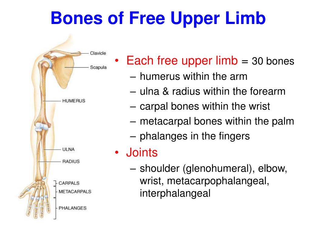 PPT - The Bones of Upper Limbs Medical College of Jiujiang University ...