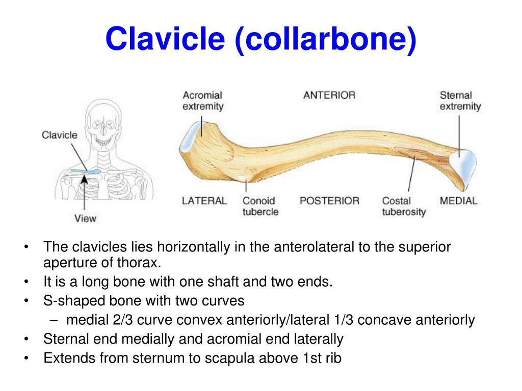 PPT - The Bones of Upper Limbs Medical College of Jiujiang University ...