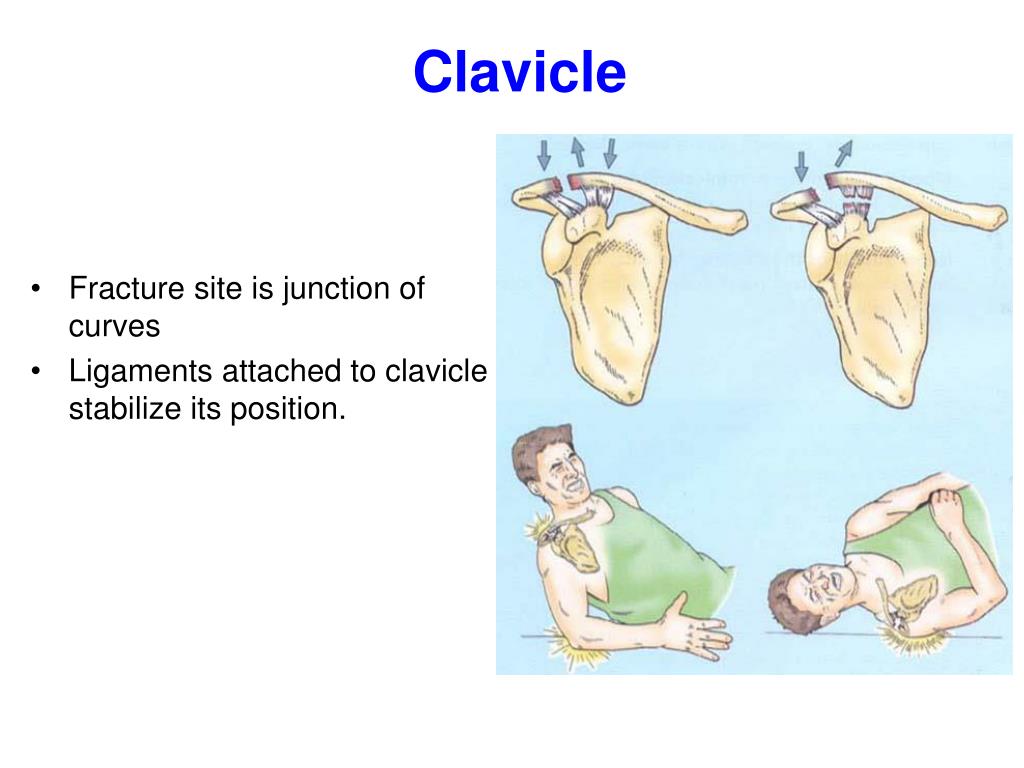 PPT - The Bones of Upper Limbs Medical College of Jiujiang University ...