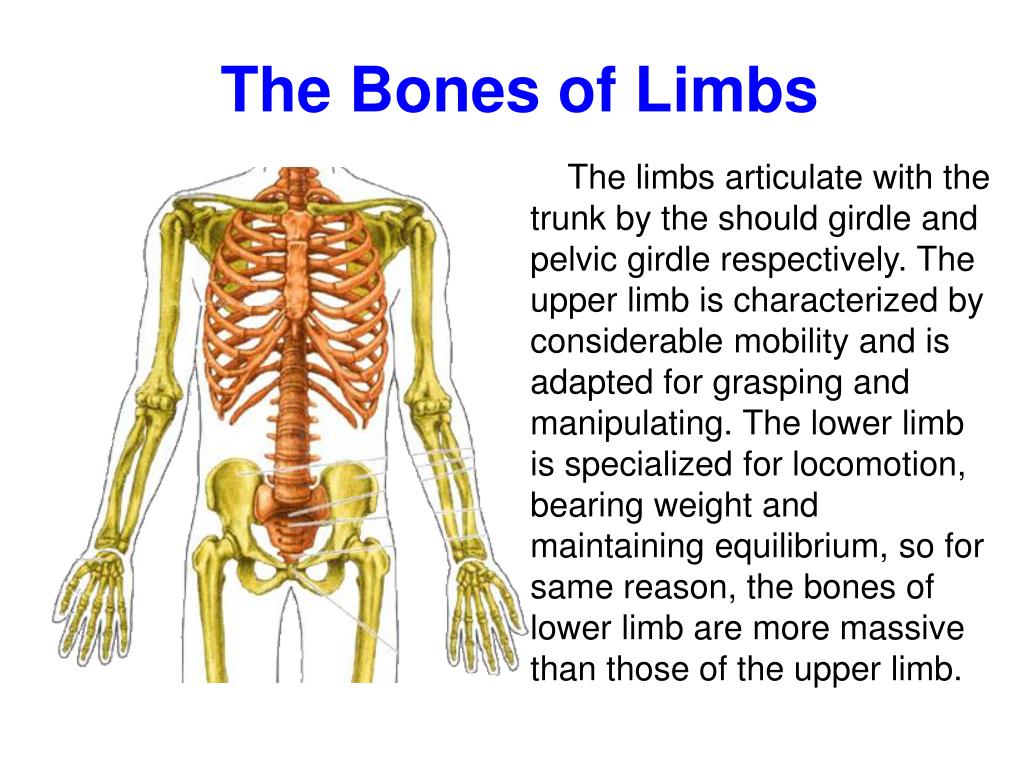 Lower Limb Bones Anatomy Pdf Anatomy Quiz Limb Proprofs Pointing Lower Limb Bones Anatomy Pdf Anatomy Quiz Limb Proprofs Pointing