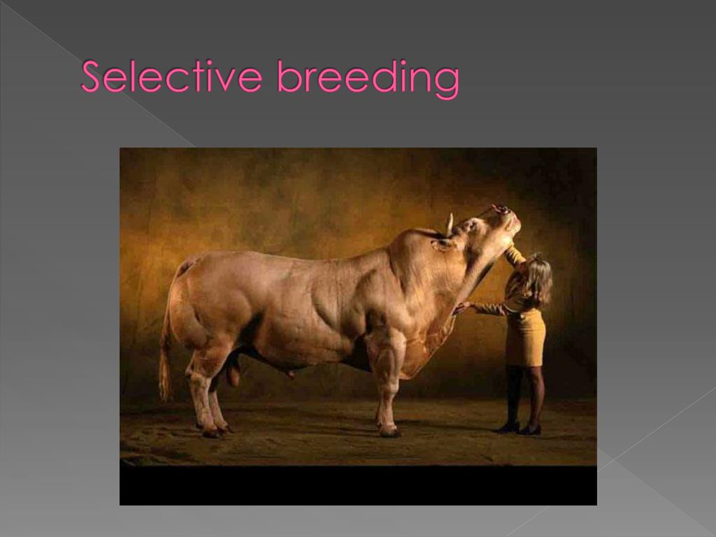 PPT - 2 nd Agricultural Revolution PowerPoint Presentation, free ...