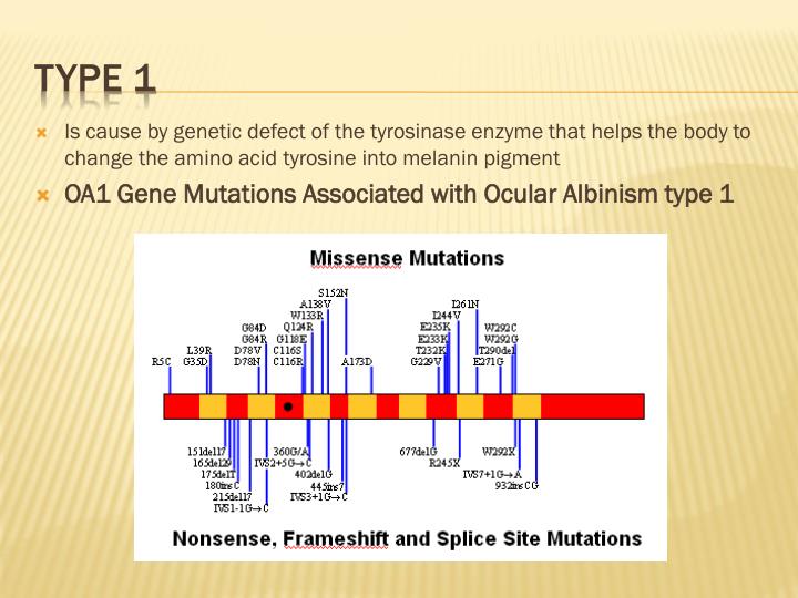 PPT - Albinism PowerPoint Presentation - ID:2689166