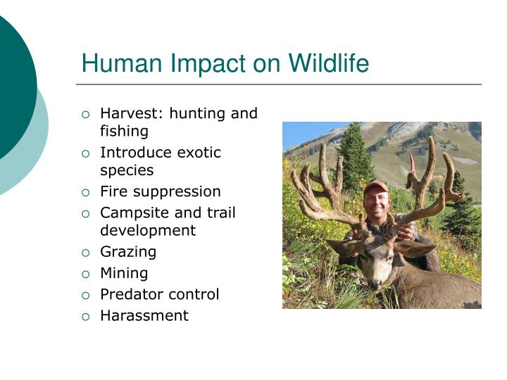 PPT - Wildlife and Human Conflict PowerPoint Presentation - ID:2690531