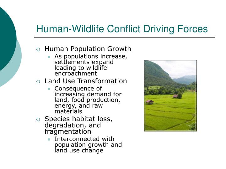 PPT - Wildlife and Human Conflict PowerPoint Presentation - ID:2690531