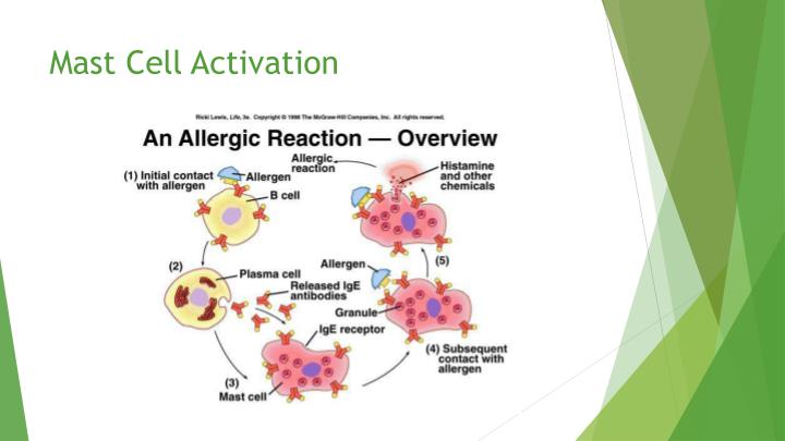 PPT - Mast Cell Dysfunction PowerPoint Presentation - ID:2691919