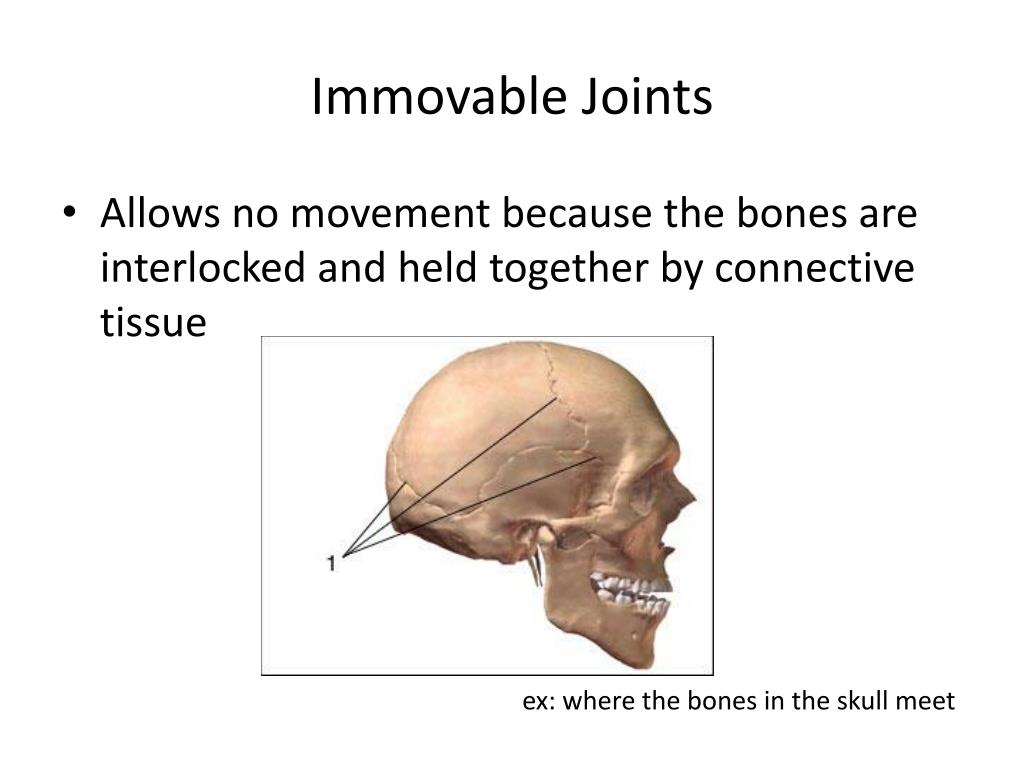 PPT - The Skeletal System PowerPoint Presentation, free download - ID ...
