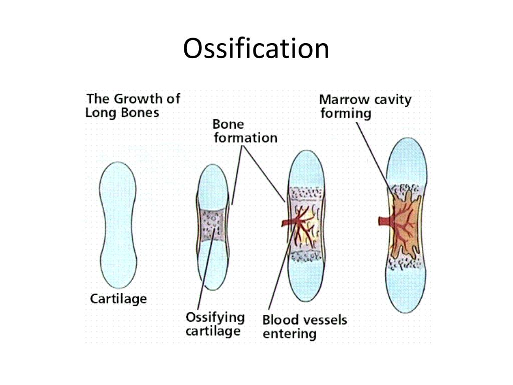PPT - The Skeletal System PowerPoint Presentation, free download - ID ...