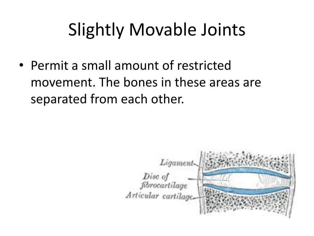 PPT - The Skeletal System PowerPoint Presentation, free download - ID ...