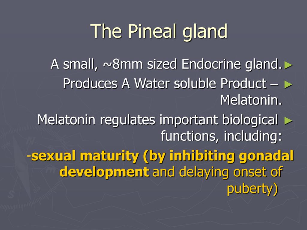 PPT - Anatomy, Histology and general pathology of the Pineal gland ...