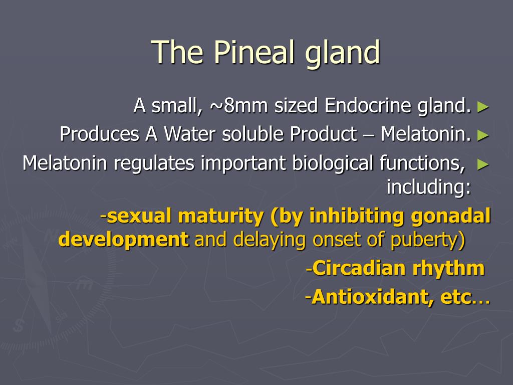 PPT - Anatomy, Histology and general pathology of the Pineal gland ...