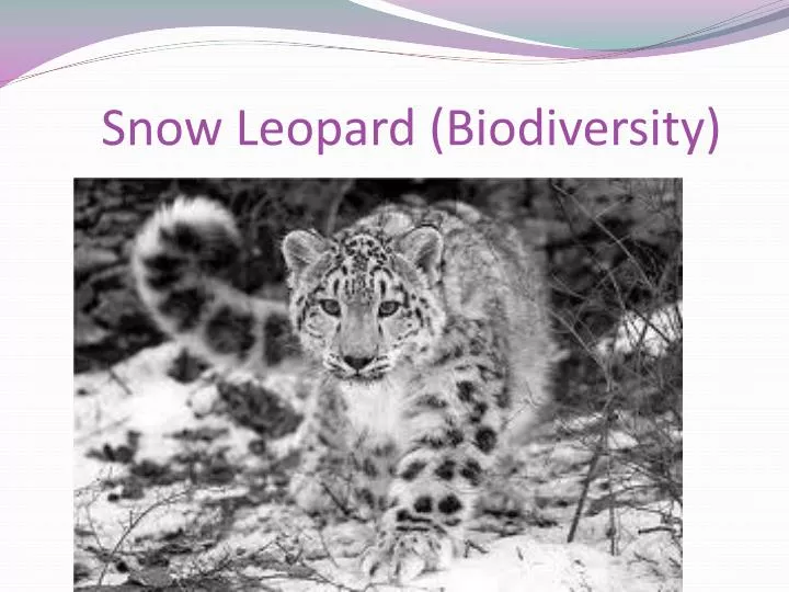 PPT - Snow Leopard (Biodiversity) PowerPoint Presentation, free download - ID:2693671