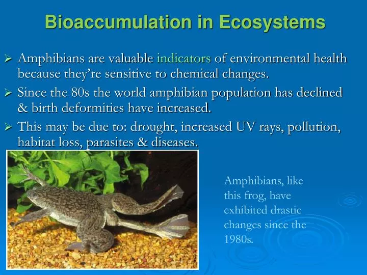 PPT - Bioaccumulation in Ecosystems PowerPoint Presentation, free ...