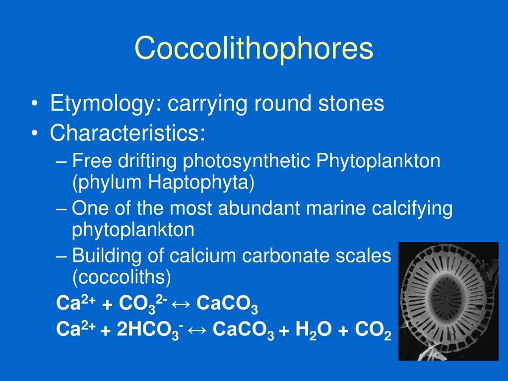 PPT - Introduction: coccolithophores Effects on oceanic chemistry ...