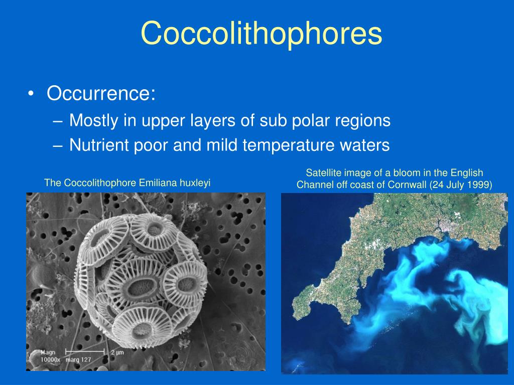 PPT - Introduction: coccolithophores Effects on oceanic chemistry ...
