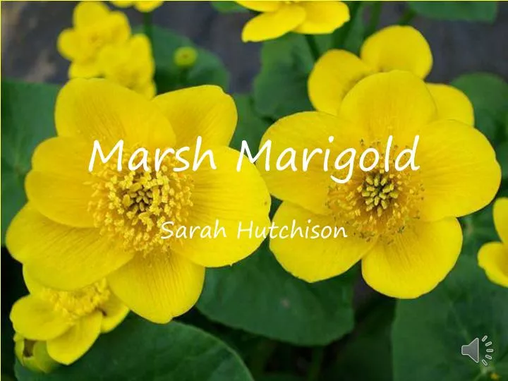 PPT - Marsh Marigold PowerPoint Presentation, free download - ID:2694190