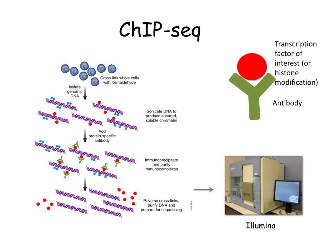 PPT - ChIP-seq PowerPoint Presentation, free download - ID:2695088 PPT - ChIP-seq PowerPoint Presentation, free download - ID:2695088