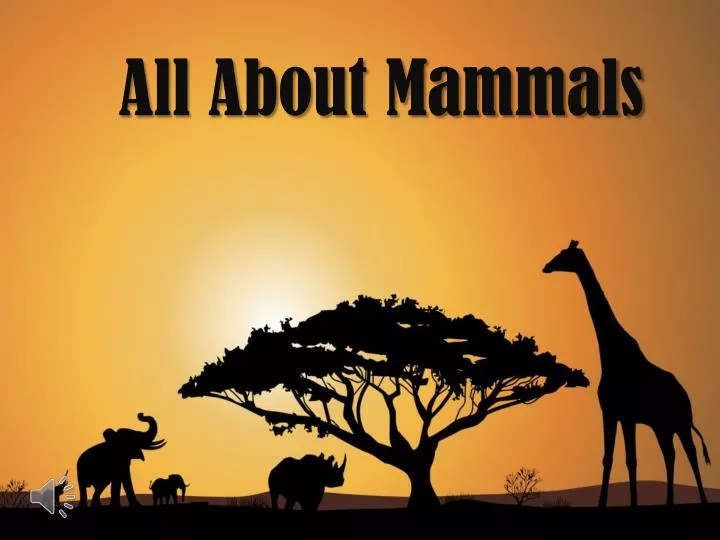 Ppt All About Mammals Powerpoint Presentation Free Download Id 2695358