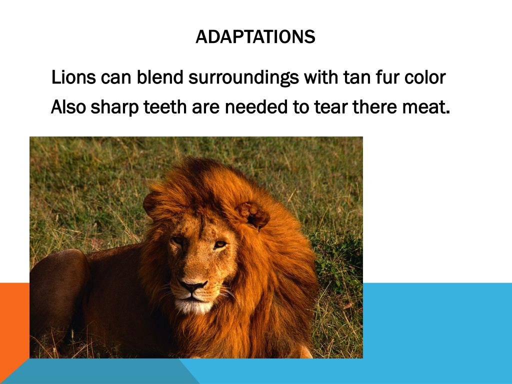 PPT - South African lions PowerPoint Presentation, free download - ID ...
