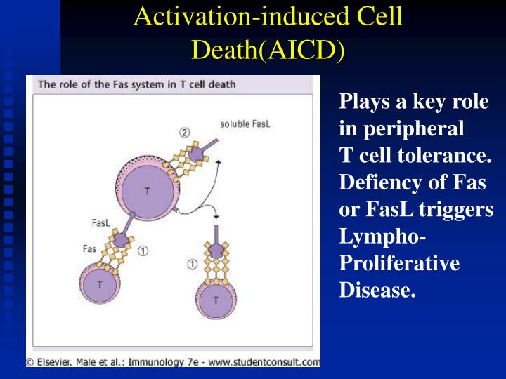 PPT - Immune Tolerance PowerPoint Presentation - ID:2696807