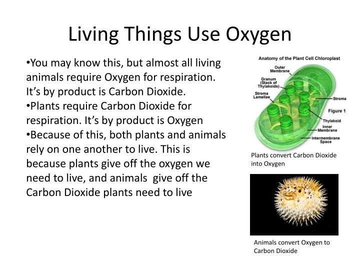 PPT - Cells Are Cool!! PowerPoint Presentation - ID:2696846