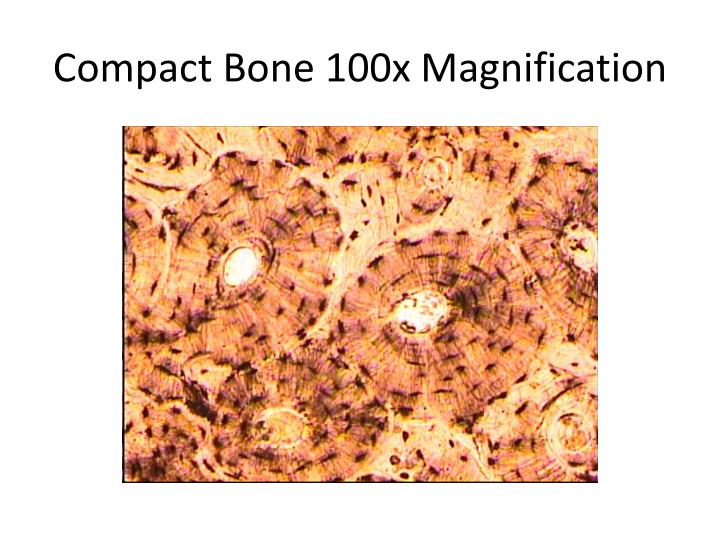 PPT - Histology Lab PowerPoint Presentation - ID:2696860