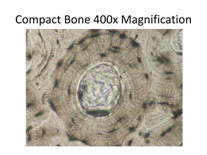 PPT - Histology Lab PowerPoint Presentation - ID:2696860
