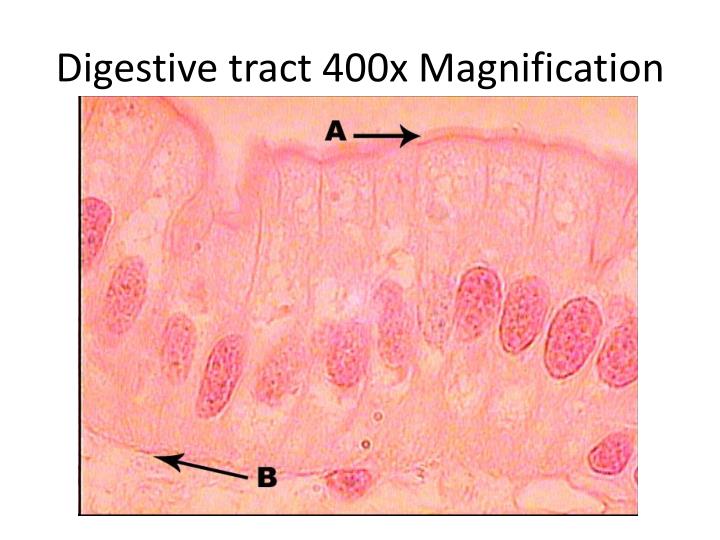 PPT - Histology Lab PowerPoint Presentation - ID:2696860