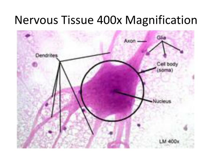 Nervous Tissue 400x Nervous Tissue (Histology) | PPT